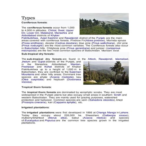 Types of forests | DOCX