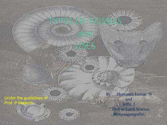 Fossils | PPT