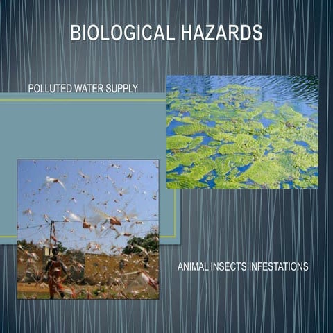 Hazards and risks in the workplace | PPTX