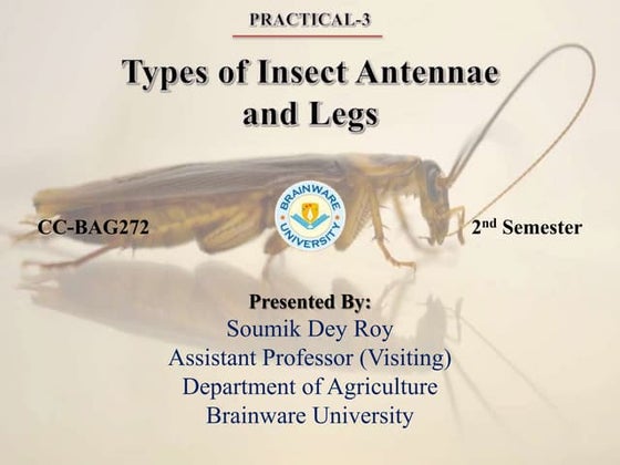 Insect Antennae Structure Functions And Their Modifications Ppt