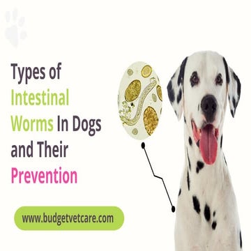 Types of Intestinal Worms In Dogs and Their Prevention | PDF