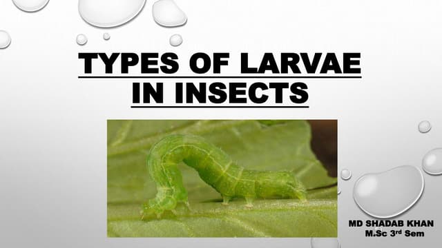 Types of Insect larvae | PPTX