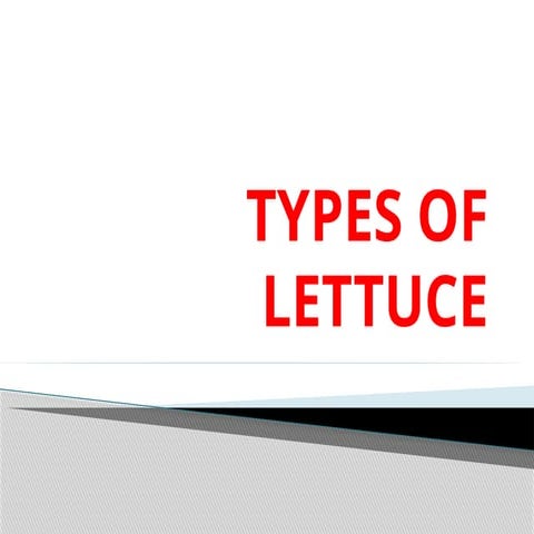 Different Types of lettuce which are used in cooking PPT.pptx