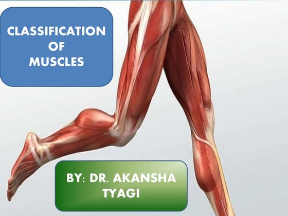 GCSE PE Revision: Antagonistic muscle pairs | PPTX