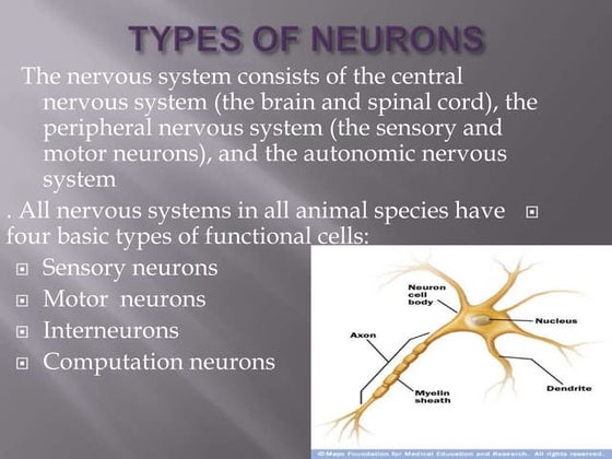 Medulla, Reticular Formation, Thalamus, and Hippocampus | PPT