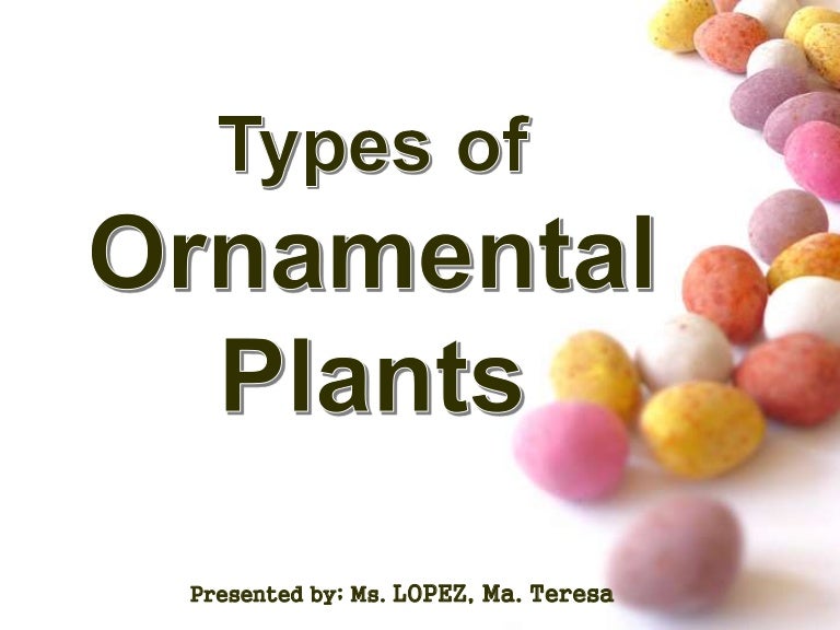 Types Of Ornamental Plants types-of-ornamental-plants