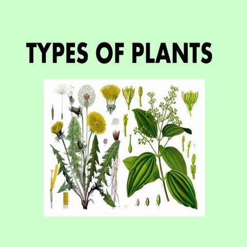 Types of plants | PPTX
