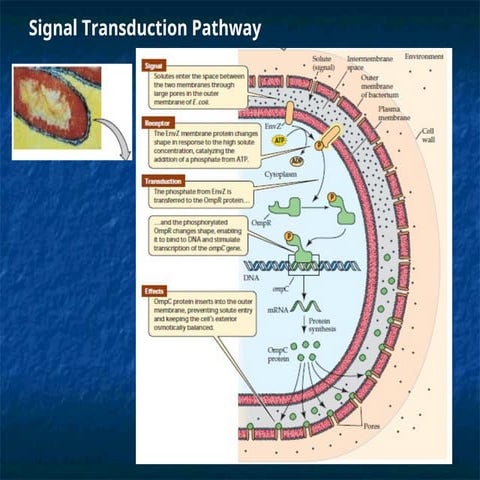 Types of Receptors in cell signal(1).ppt