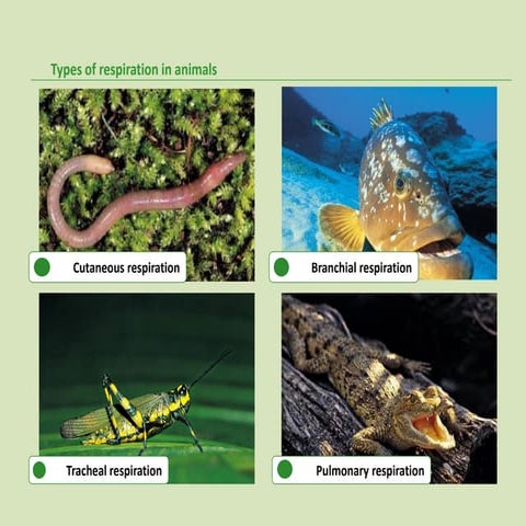 Respiration in amphibians and reptiles | PPT