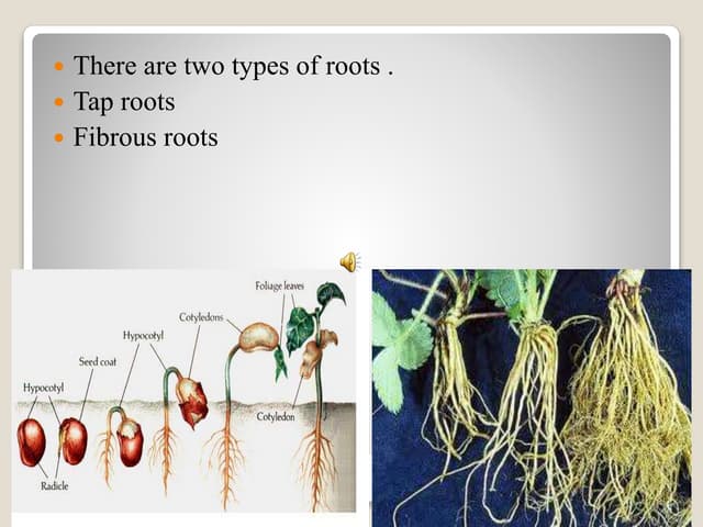 Roots System | PPTX