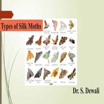 Types of Silk Moths: Scientific Names, Geographical Distribution, and ...