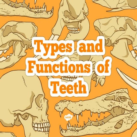 Types of Teeth - Discussing the different types of human teeth | PPT