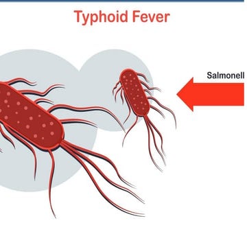 Typhoid ppt.pptx
