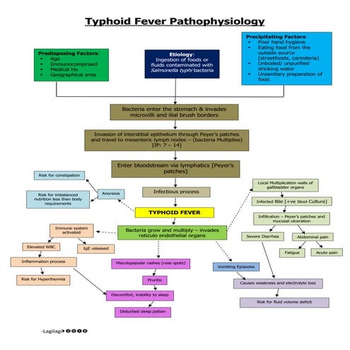 Typhoid fever pathophysiology | PDF