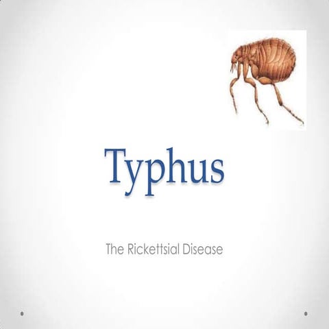 Typhus | PPTX | Blood Disorders | Diseases and Conditions