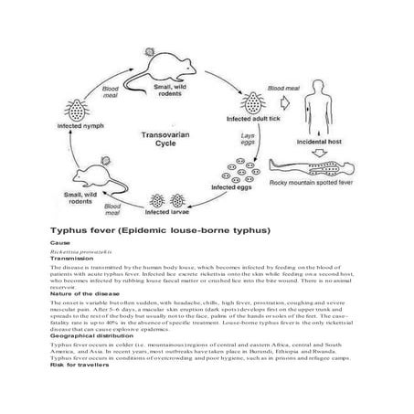 Typhus fever | DOCX | Infectious Diseases | Diseases and Conditions