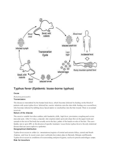 Siphunculata classification | DOCX