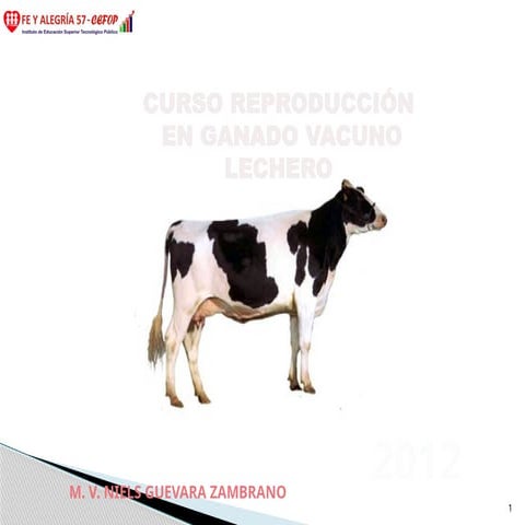 Aparato reproductor de la hembra bovina | PPTX