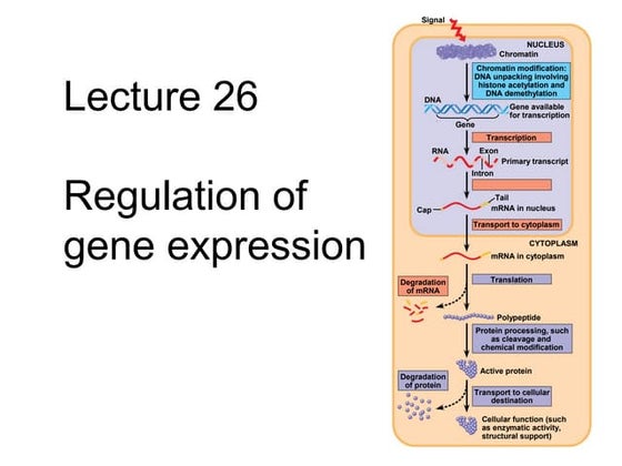 Trp operon | PPT