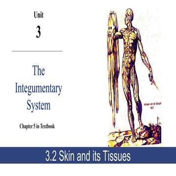 U3.2 Integumentary System | PPTX