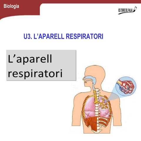 U3 ap respiratori | PDF