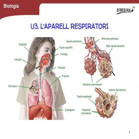 Aparell Respiratori | PPT