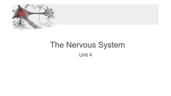 Nervous system PPT for grade 10 (basic concepts regarding human nervous ...