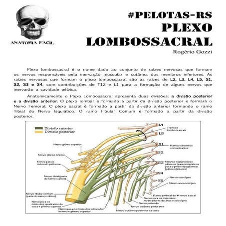 Anatomy Book - Plexo Lombossacral | PDF