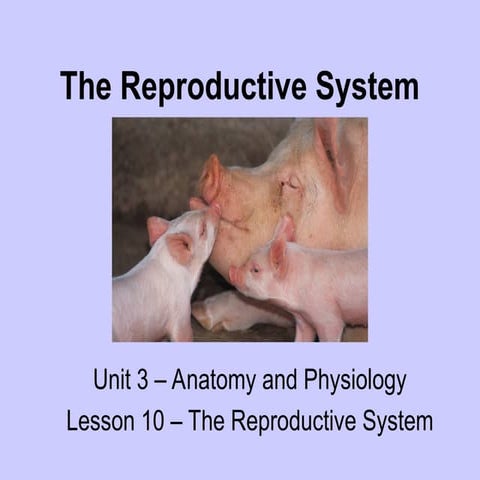 PIG REPRODUCTIVE SYSTEM ITS ANATOMY AND PHYSIOLOGY | PPT