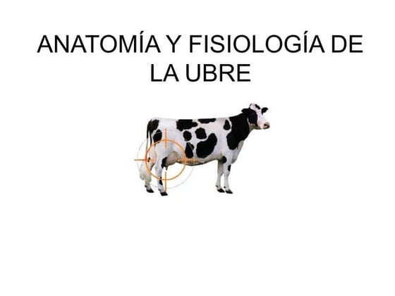 Anatomía de la ubre | PDF