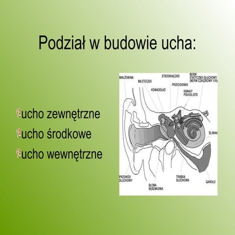 Ucho | PPT