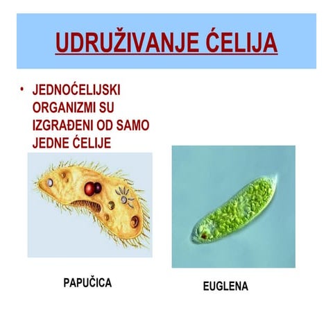 Udruzivanje celija | PPT