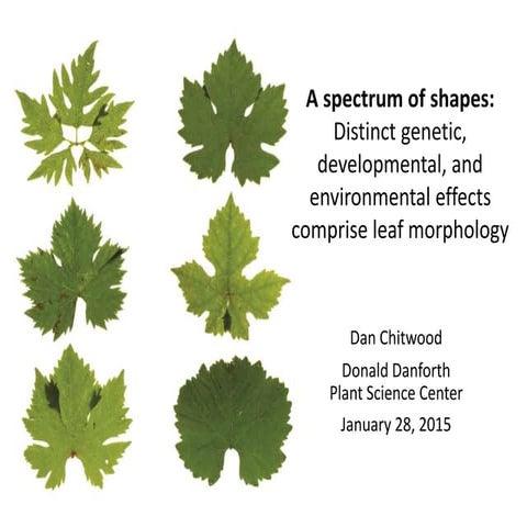 A spectrum of shapes: Distinct genetic, developmental, and ...