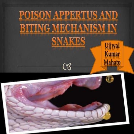Biting mechanism of poisonous snakes.pdf