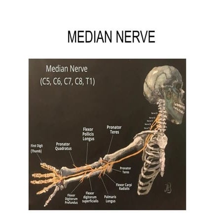 ULNAR AND MEDIAN NERVE PRESENTATION SLIDE. | PPTX