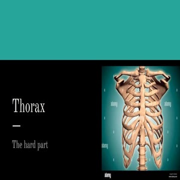 Thorax.pptx