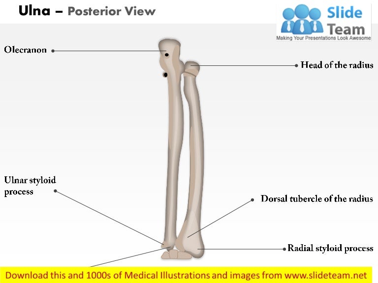 Ulna Definition Location Anatomy Functions Diagram