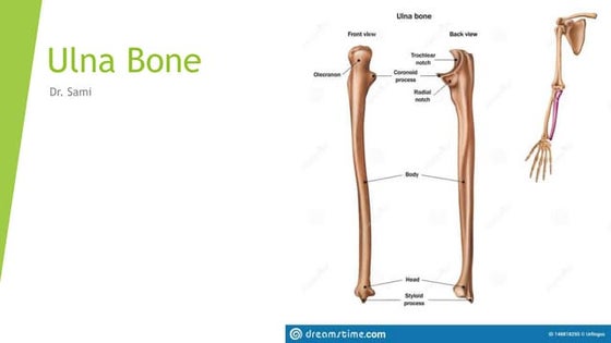 Tibia bone.pptx