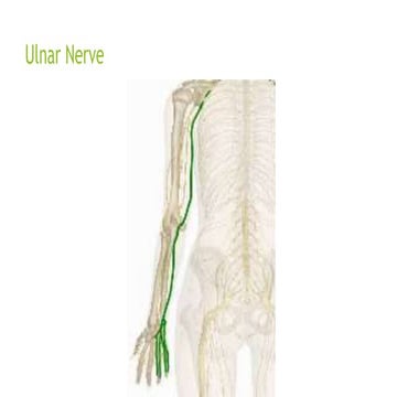 Ulnar nerve | PPT