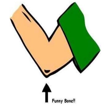 Ulnar Nerve | PDF