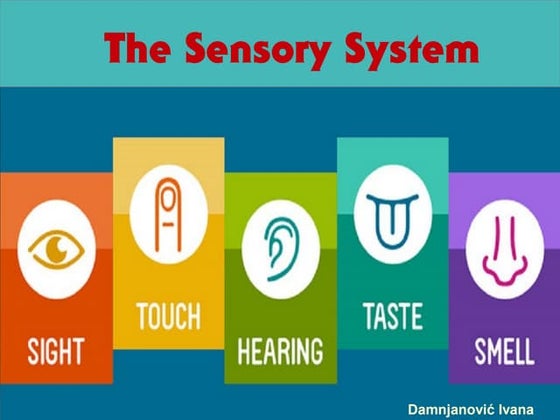 Five senses | PPTX