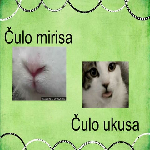 Čulo mirisa i ukusa | PPTX