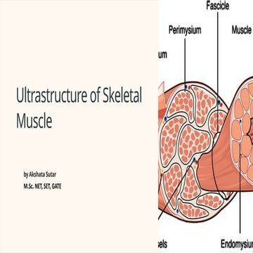 Ultrastructure of Muscle and its detailed information | PPTX