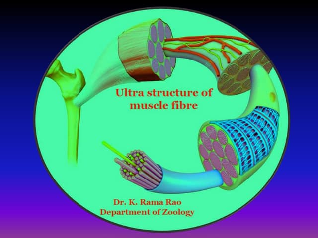 Cytoskeleton presentation (introduction structure & function) | PPTX