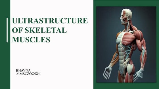 Skeletal muscle by Mounika Gulla ASR Homeopathy college | PDF