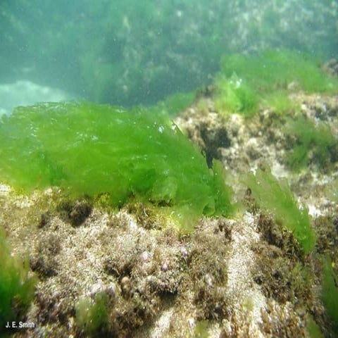 Proposal to Test the Impact of the Genus Ulva on B12 Serum Levels in ...