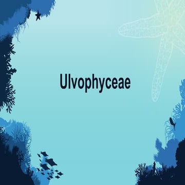 Phaeophyceae.ppt