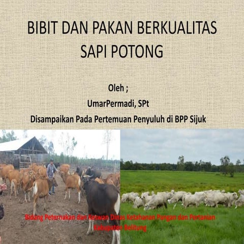 pemilihan bibit dan pakan sapi potong.pptx