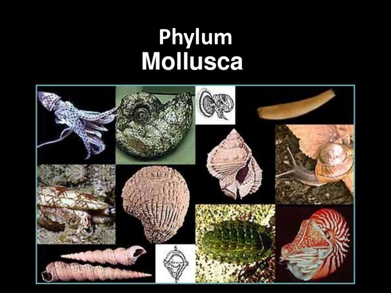 Phylum Mollusca