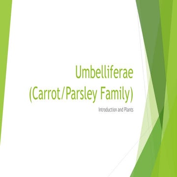 Umbelliferae presentation about Flowering plants | PPTX